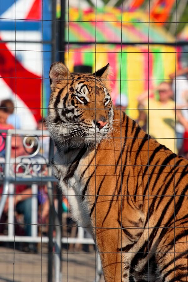 Caged tiger in a show stock image. Image of beauty, perform - 4939067