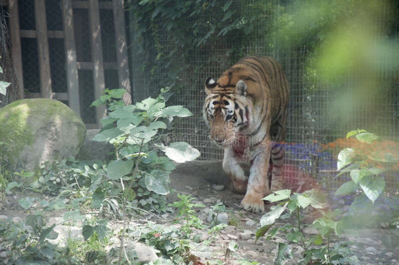 Caged tiger stock image. Image of ferocious, figures - 53564307