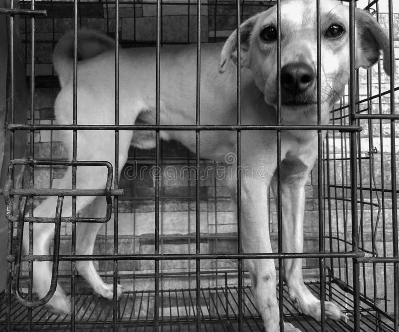 712 Abused Dog Stock Photos - Free & Royalty-Free Stock Photos from ...