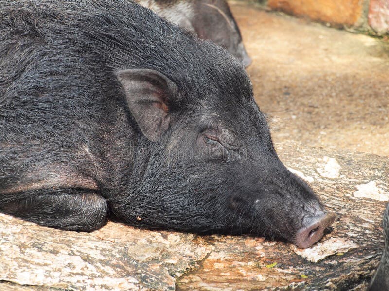 Caged wild hogs stock photo. Image of farm, mammal, caged - 62706894