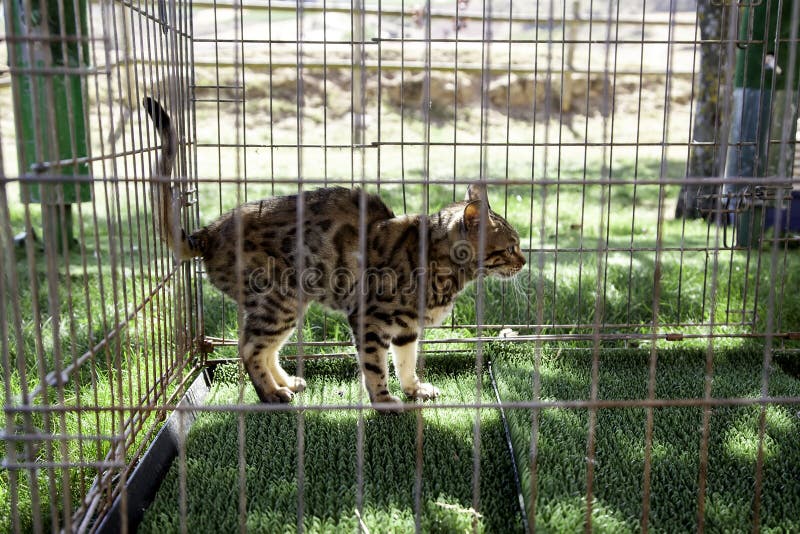 Caged Wildcat stock image. Image of animalsquot, hunter - 180983671