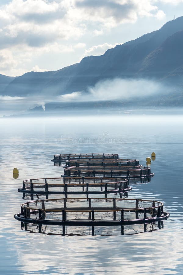 Cages for fish farming stock image. Image of agriculture - 63361663