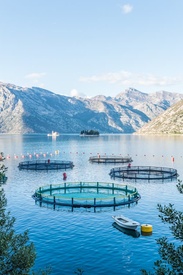 410 Cages Fish Farming Boat Stock Photos - Free & Royalty-Free Stock ...