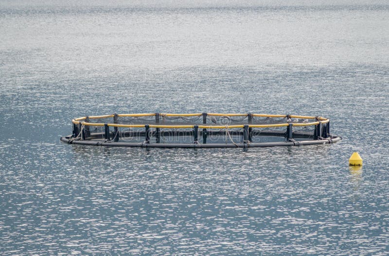 Cages for fish farming stock photo. Image of agriculture - 67217494
