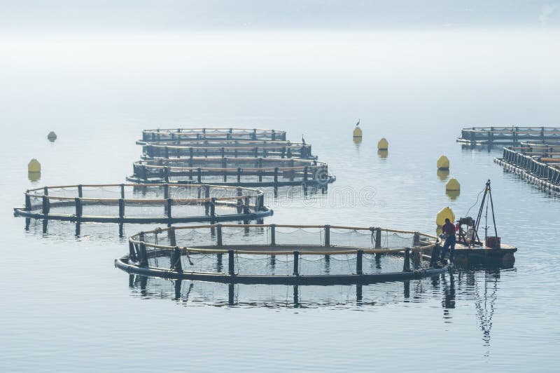 Cages for fish farming stock image. Image of agriculture - 63361663
