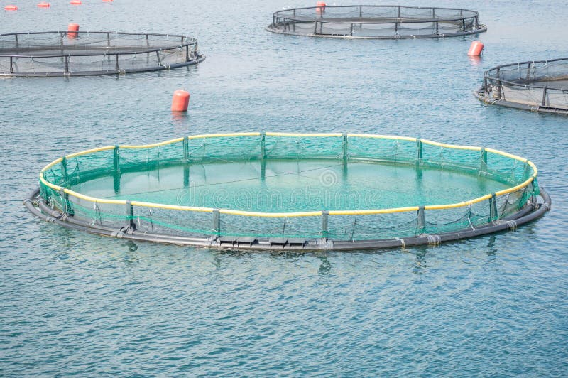 Cages for fish farming stock photo. Image of aquaculture - 68629564