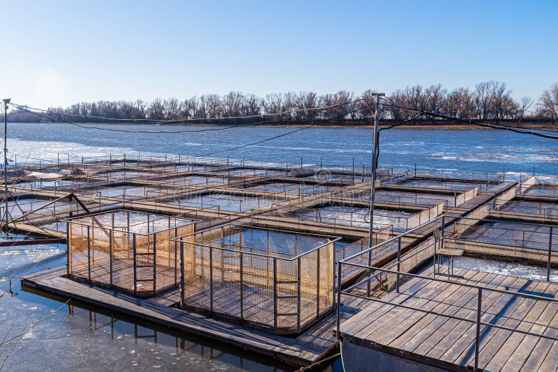 Cages for Fish Farming in the Natural River Stock Image - Image of ...