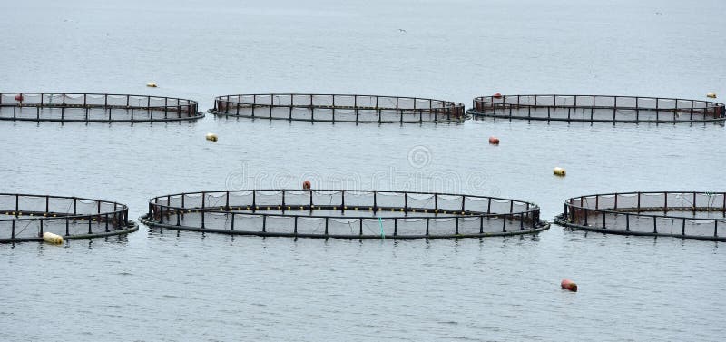 Cages Pour La Pisciculture Photos Stock - Téléchargez 125 Photos libres ...