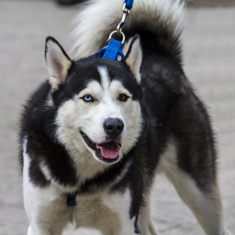 CAGLIARI: Ritratto Di Bello Aski Fotografia Editoriale - Immagine di ...