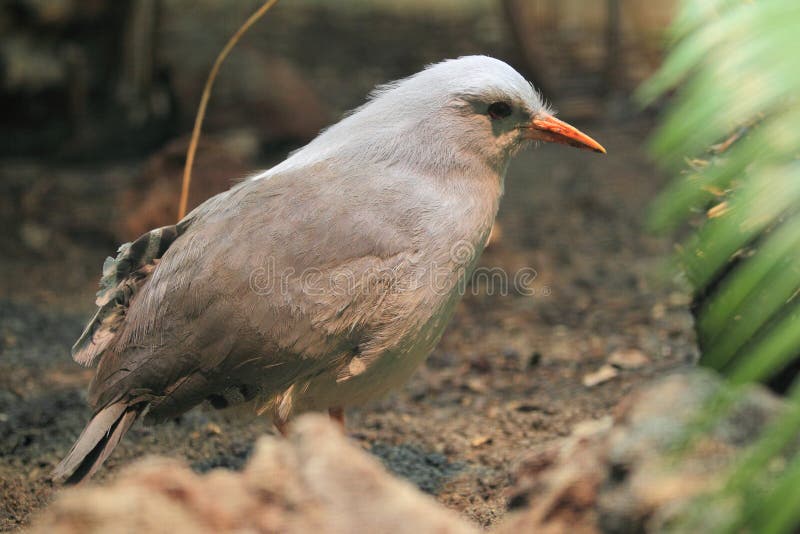 Cagou stock photo. Image of animal, crested, strolling - 95910798