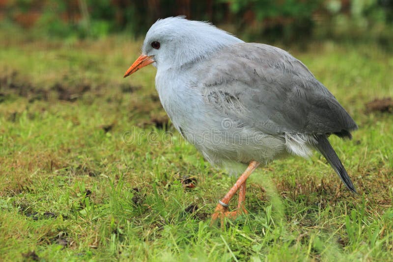 Cagou image stock. Image du herbe, calédonie, oiseau - 31360907