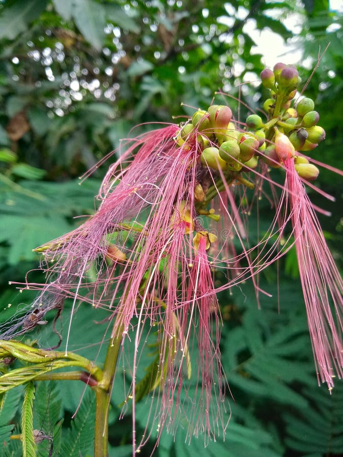 Cailandra is a Type of Seed Plant Stock Photo - Image of goats ...