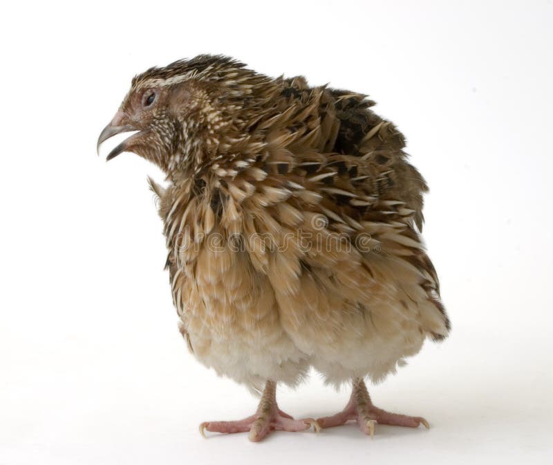Cailles photo stock. Image du poulet, volaille, oiseau - 2086614