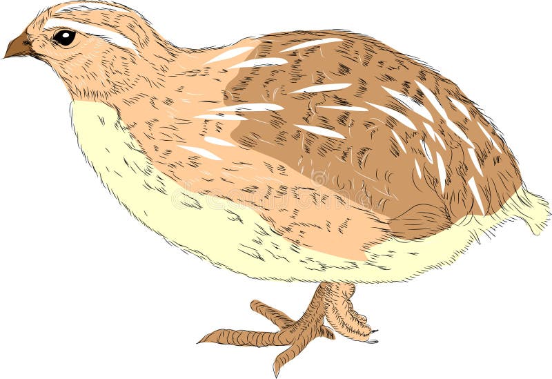 Cailles Stock Illustrations, Vecteurs, & Clipart – (34,349 Stock ...