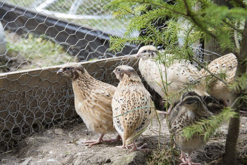 Cailles image stock. Image du ferme, volière, domestique - 16294219