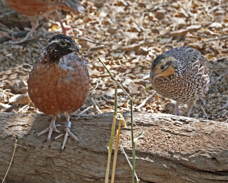 Caille image stock. Image du désert, gibier, cailles - 73473139