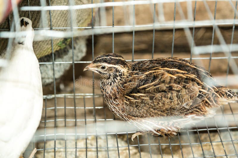 Cailles communes image stock. Image of fond, brun, nature - 91287037