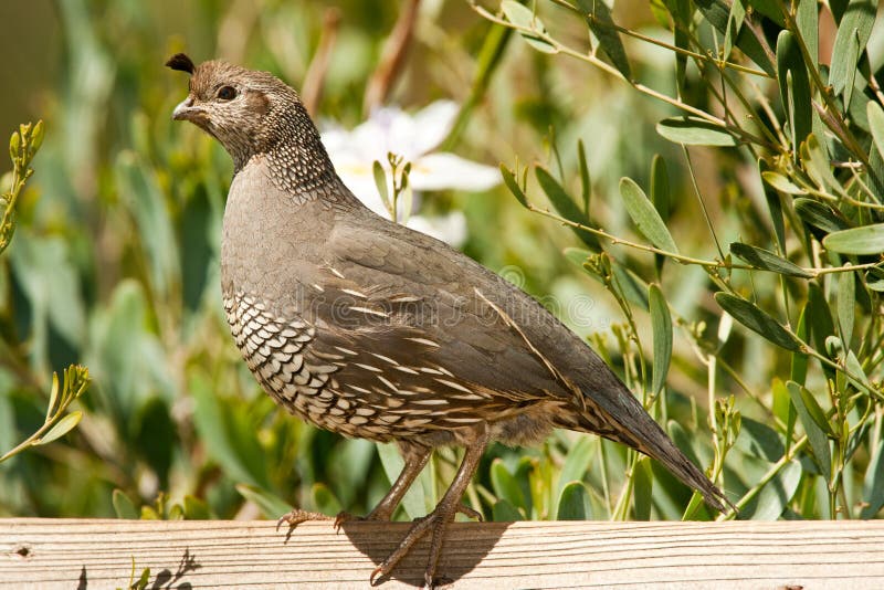Cailles de Californie photo stock. Image du oiseau, rester - 19517262
