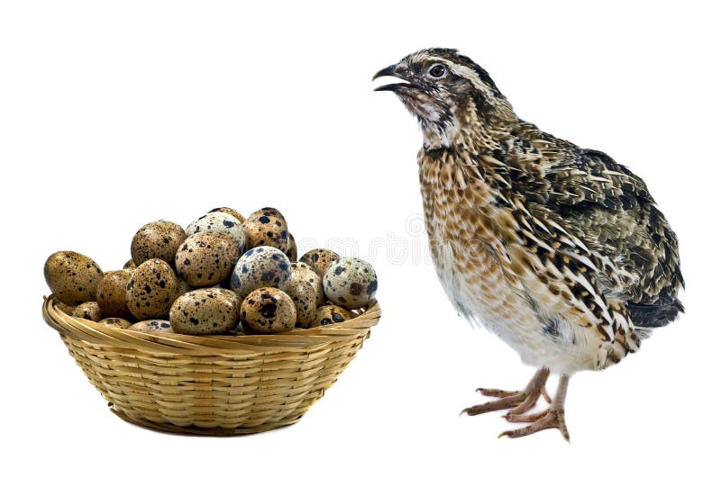 Cailles et leurs oeufs image stock. Image du domestique - 23616009