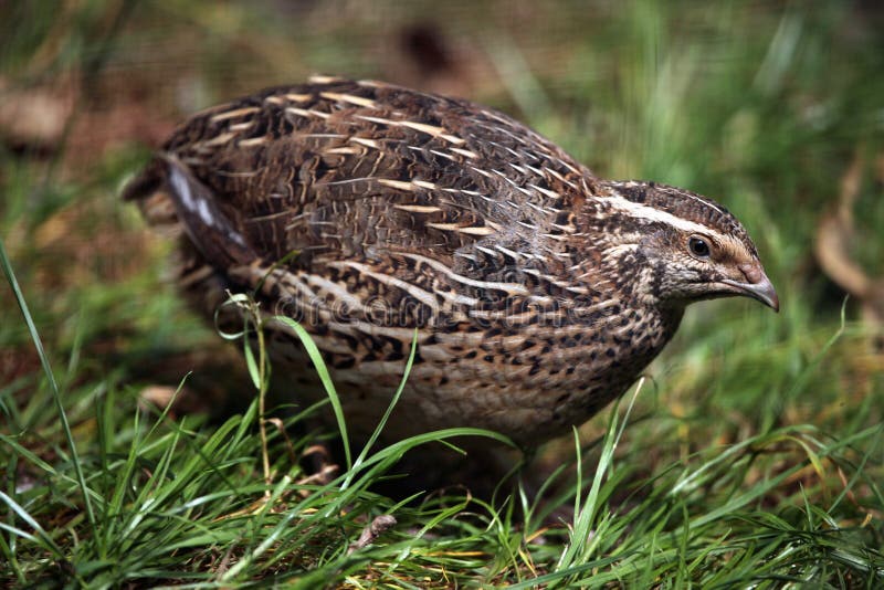 Caille Du Japon (Coturnix Japonica) Photo stock - Image du corée ...