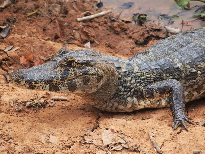 Caiman stock photo. Image of pantanal, wildlife, south - 25967646