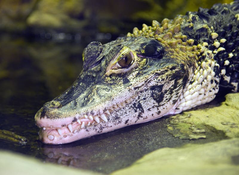 Caiman alligator stock image. Image of nostrils, colouring - 73700439