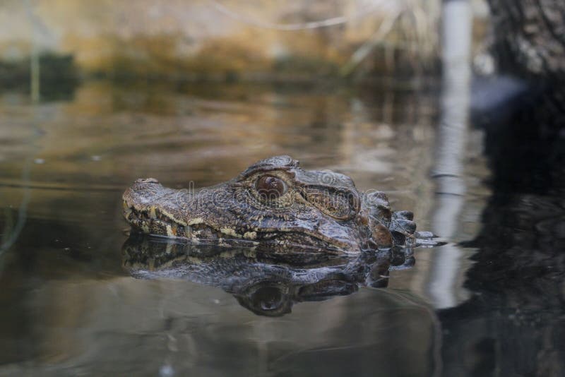 The caiman stock photo. Image of fauna, nature, africana - 39431654