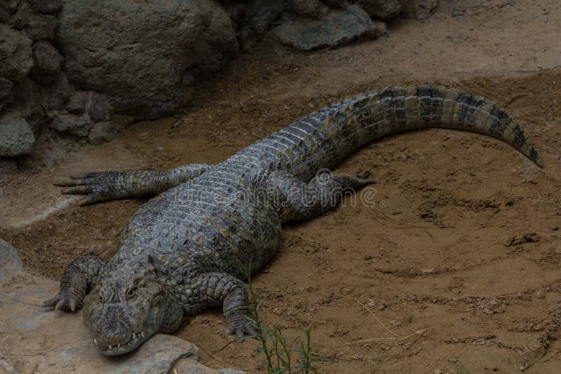 Caiman stock photo. Image of teeth, fauna, animal, long - 43205110