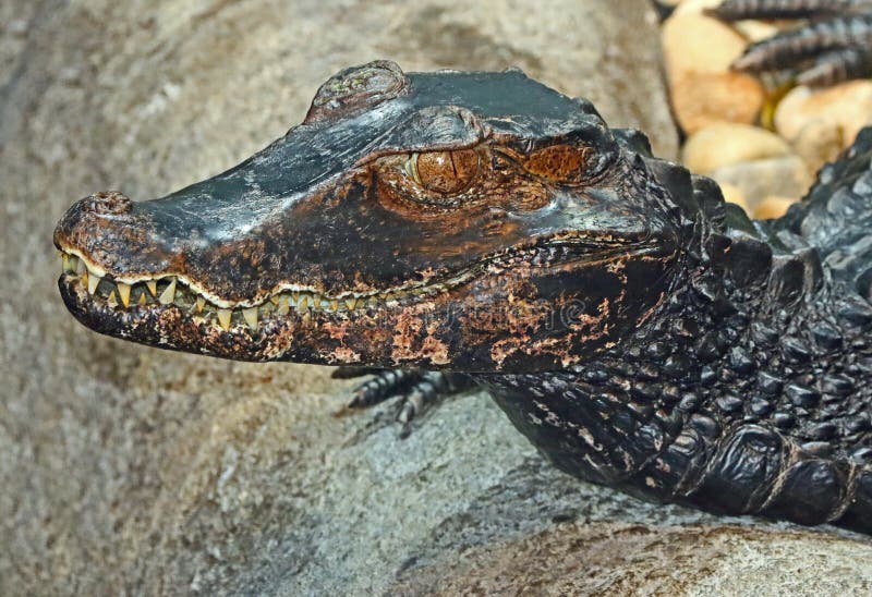 Caiman stock image. Image of amphibian, alligator, gator - 75690811