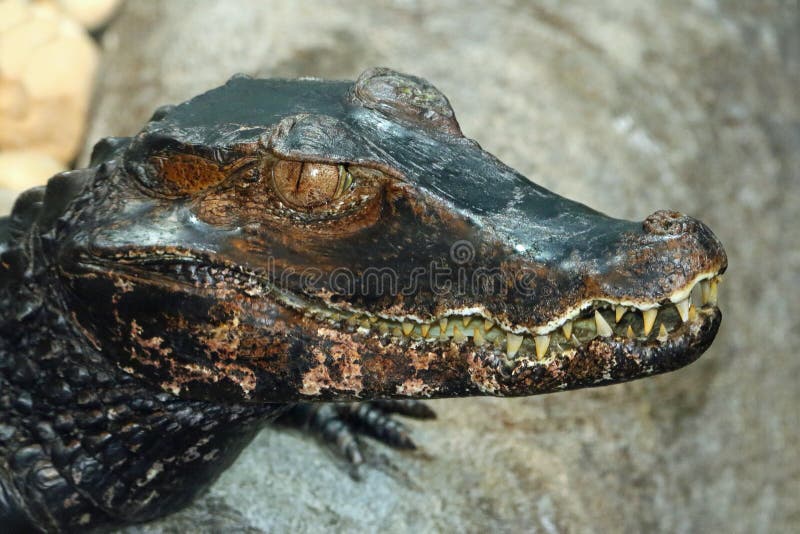 Caiman stock photo. Image of jaws, rain, gator, everglades - 75690812