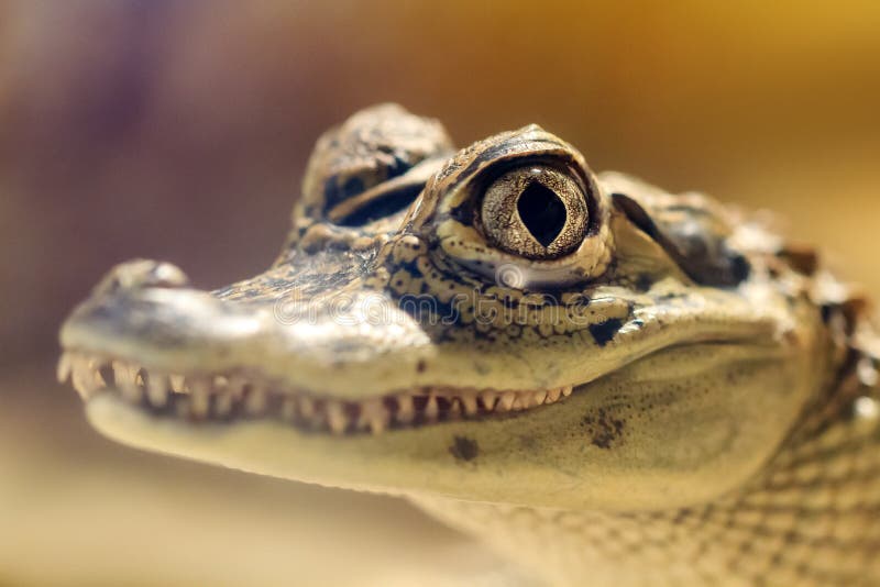 Caiman con gafas imagen de archivo. Imagen de salvaje - 122605715