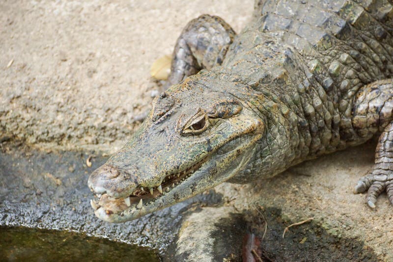Caiman Crocodile stock photo. Image of cayman, close - 107473106
