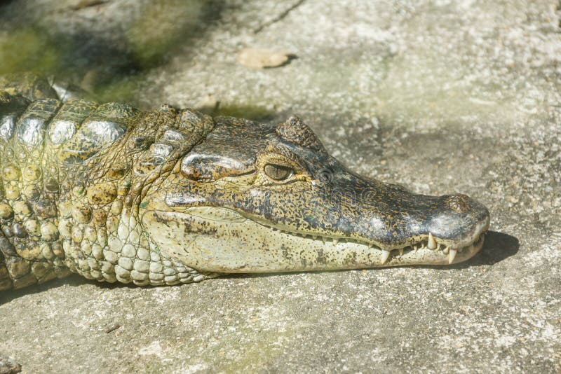 Caiman Crocodile stock photo. Image of alligator, color - 85451048