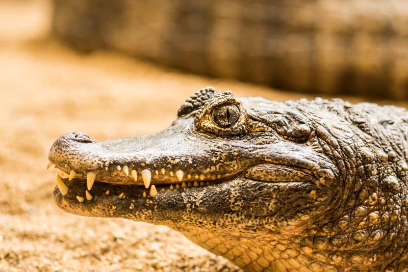 Caiman stock photo. Image of danger, beast, brazil, caiman - 59933528
