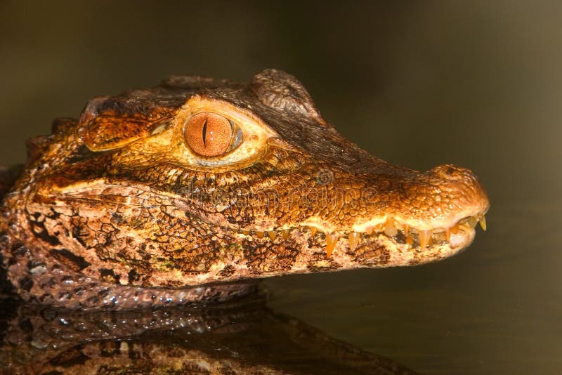 Spectacled Caiman s Eye stock photo. Image of caiman, reflect - 300902