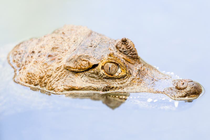 Caiman Head Emerging from Murky Waters Stock Photo - Image of ...