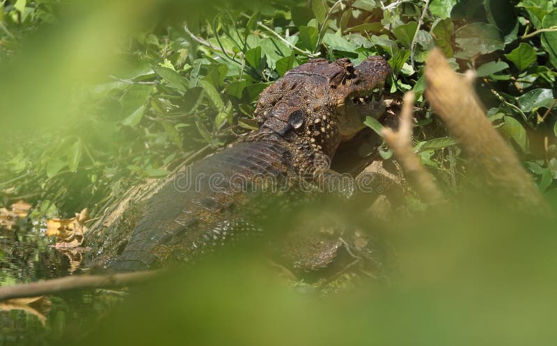 Caiman, Lake Nicaragua stock image. Image of travel, island - 48983131