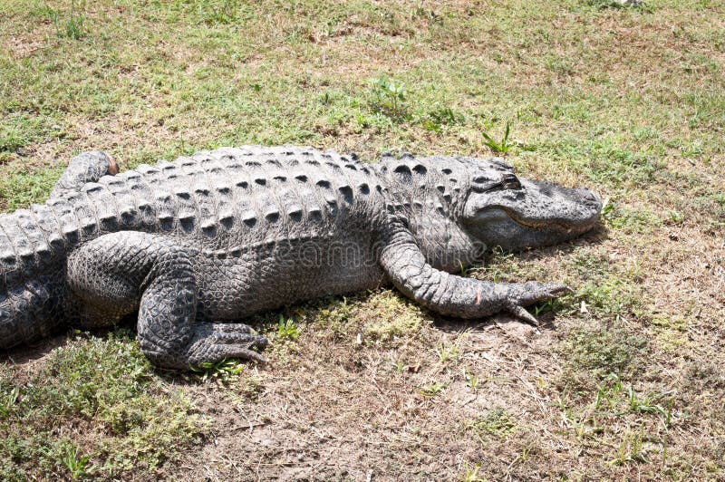 American Alligator body stock image. Image of animal - 29100225