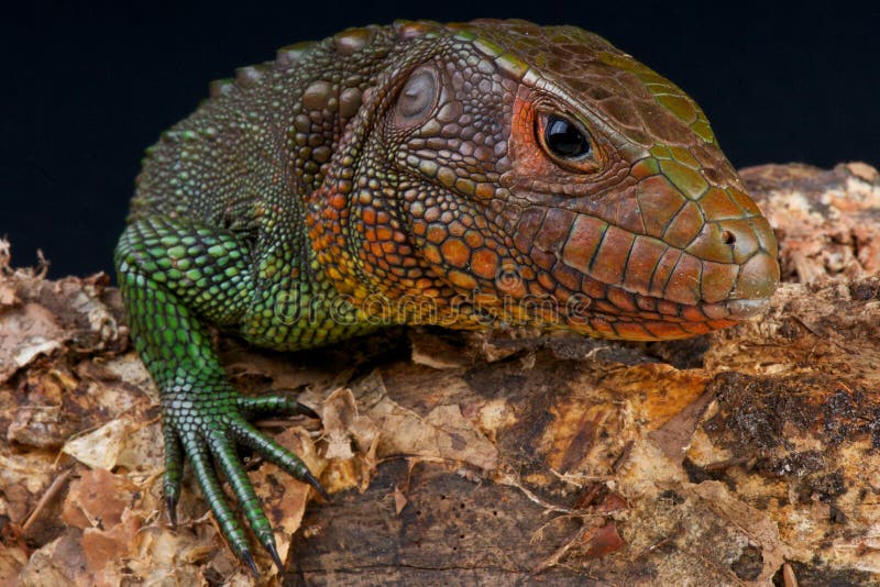 Caiman lizard stock photo. Image of eater, pets, rainforest - 24744036