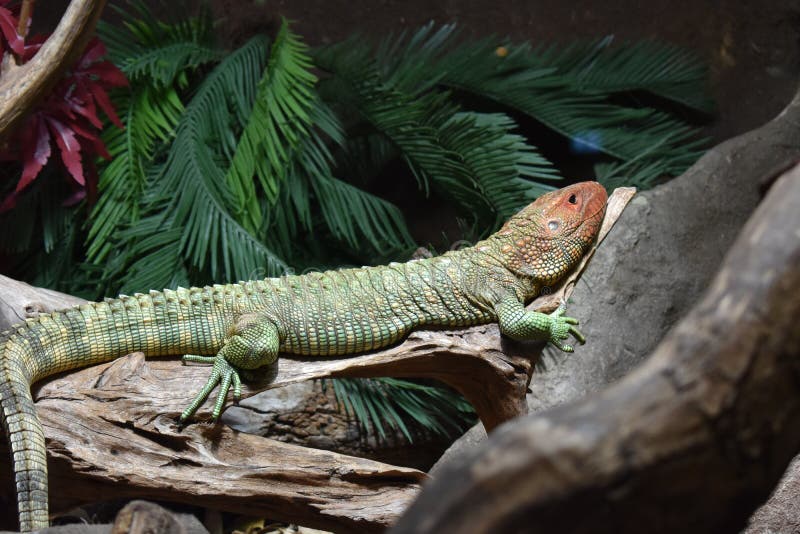 Caiman Lizard Basking on a Log Stock Photo - Image of caiman ...
