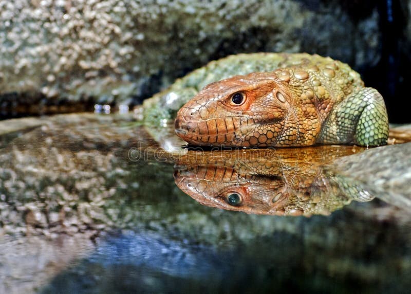 Caiman lizard stock image. Image of reptile, water, rivers - 30021179