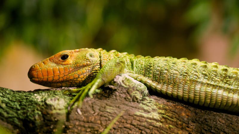 Caiman Lizard Resting on a Branch in the Rainforest Stock Image - Image ...