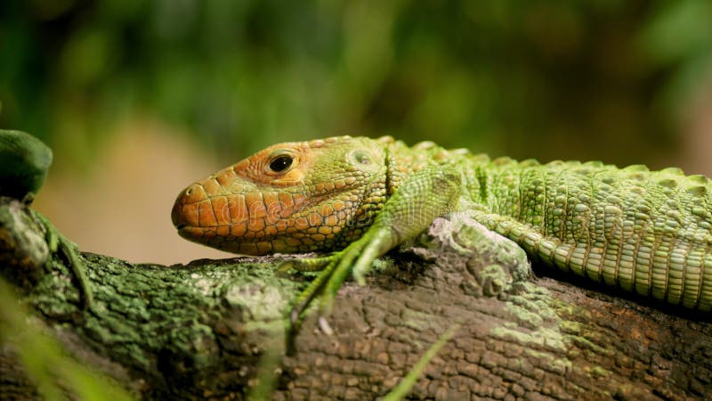 Caiman Lizard Resting on a Branch in the Rainforest Stock Video - Video ...