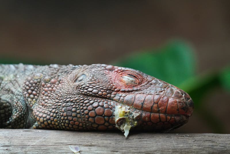 Caiman Lizard Sleeping after Lunch Stock Image - Image of lizard, face ...