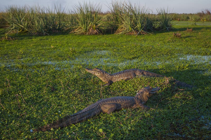 Caiman Noir Photos Stock - Téléchargez 381 Photos libres de droits