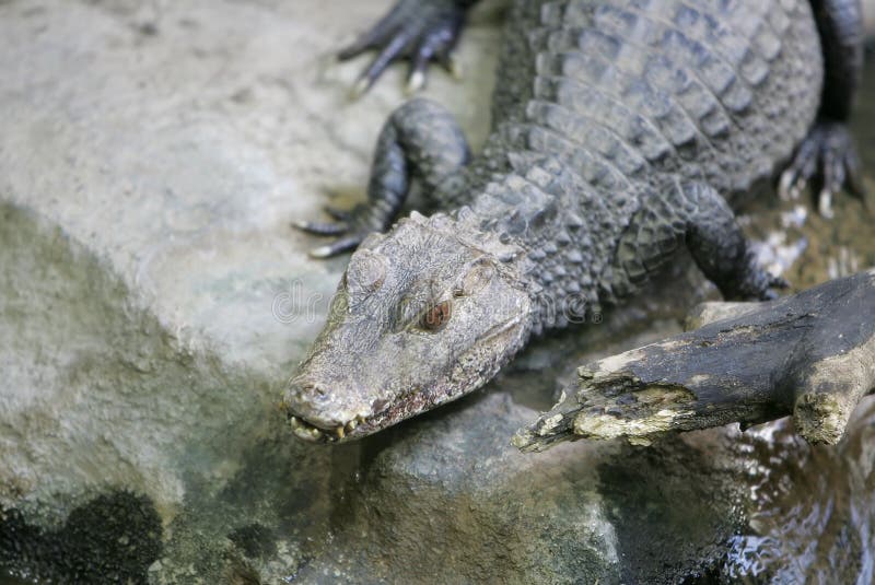 Australian crocodile 9 stock photo. Image of freshwater - 9834002