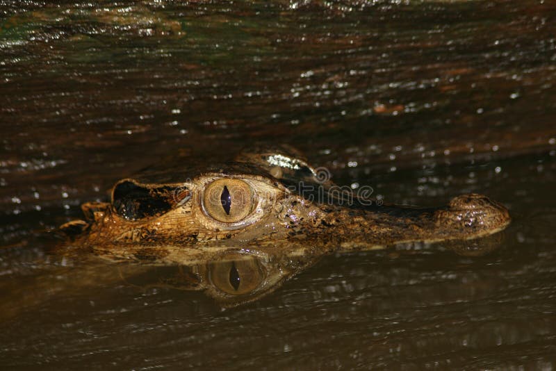 Caimano fotografia stock. Immagine di ecuador, natura, acqua - 552332