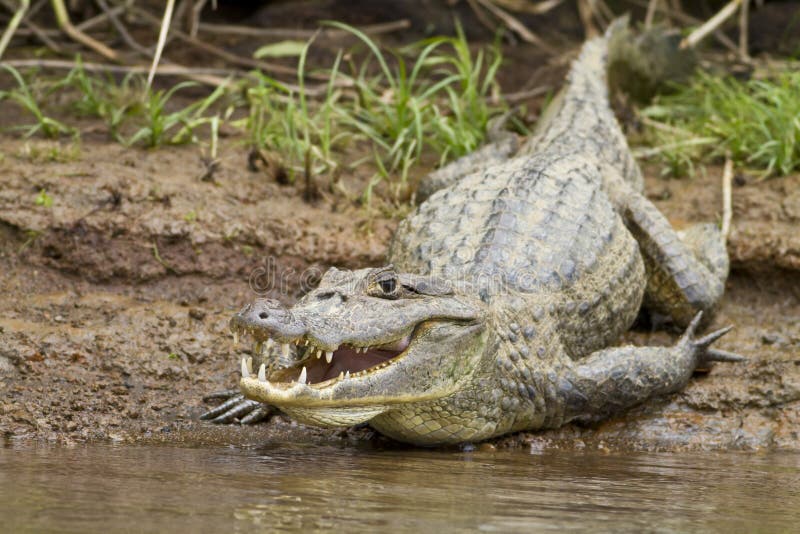 Caimano (fuscus Del Crocodilus Del Caiman) Immagine Stock - Immagine di ...
