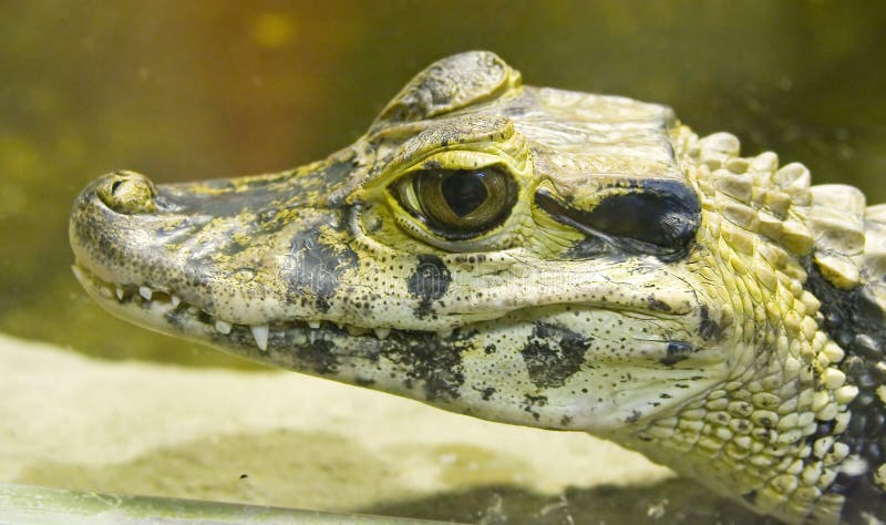 Caimano nero 1 fotografia stock. Immagine di nave, gola - 3055296