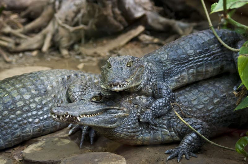 Caimans stock photo. Image of exterior, young, wildlife - 24079264